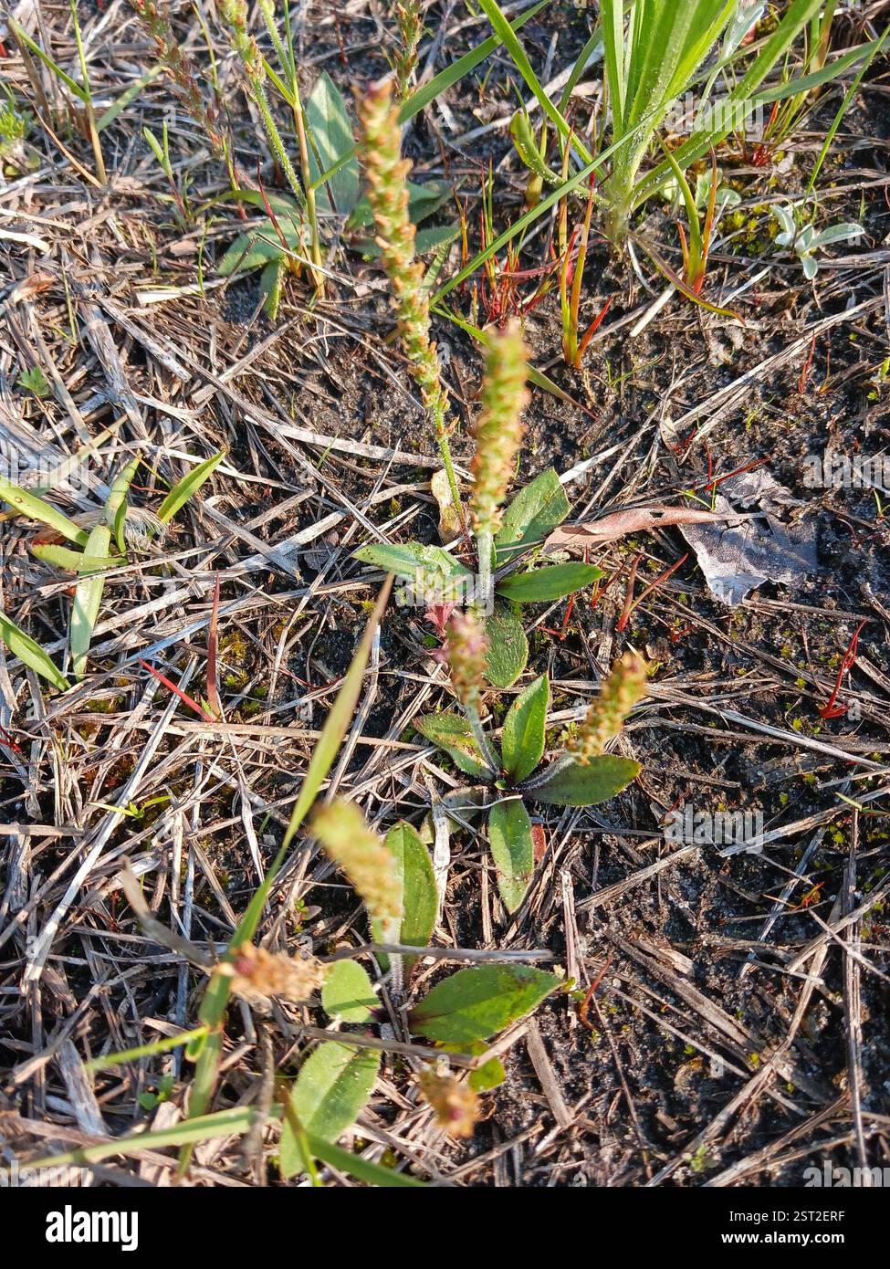dwarf plantain (Plantago virginica), Plantae, Worcester County Stock ...