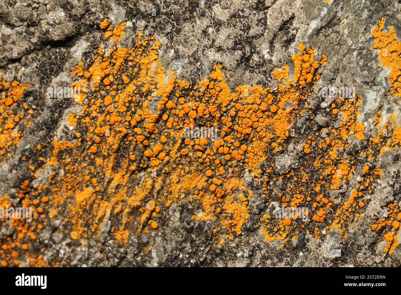 (Flavoplaca marina), Fungi, Penrhos Beach area, Penrhos, Holyhead ...