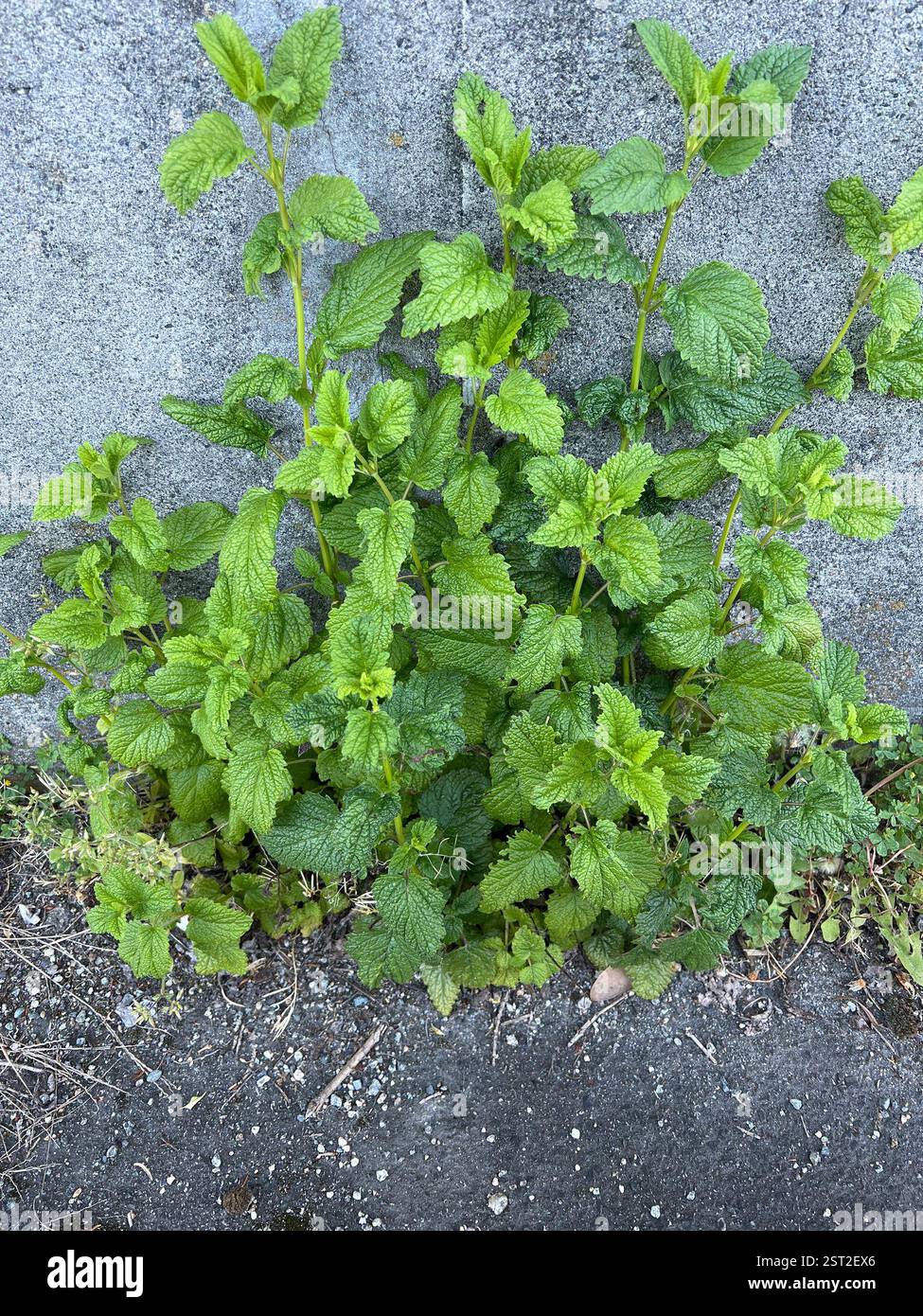 lemon balm (Melissa officinalis), Plantae, Jackson Cres, New ...