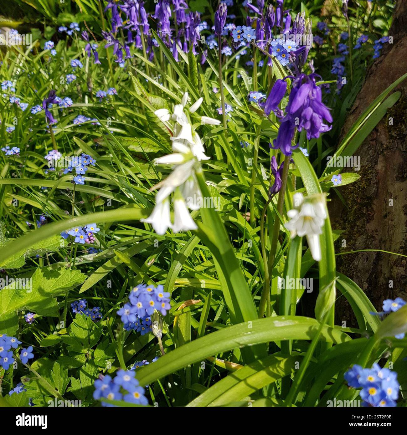 Three-cornered garlic (Allium triquetrum), Plantae, Underwood ...