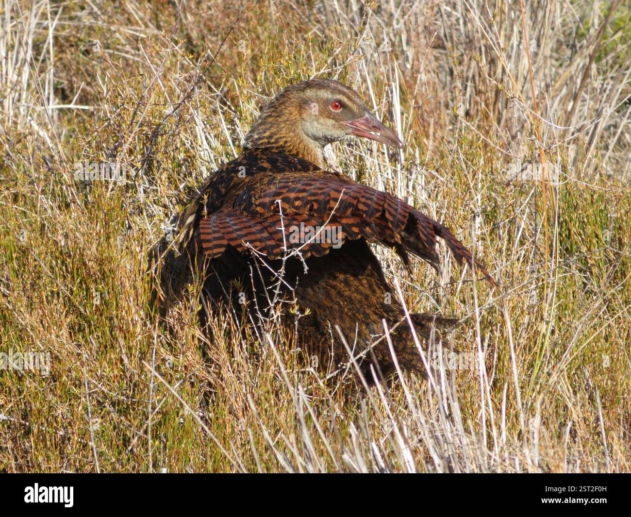 Western Weka (Gallirallus australis australis), Aves, 7073, New Zealand ...