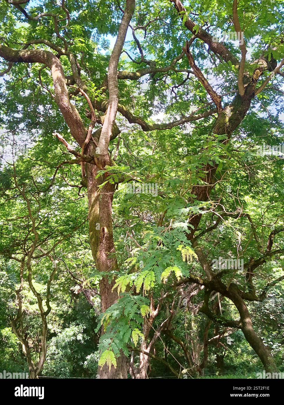 (Cassia moschata), Plantae, 26XW+95 El Cerrito, Cerro Pelón, Guanare ...