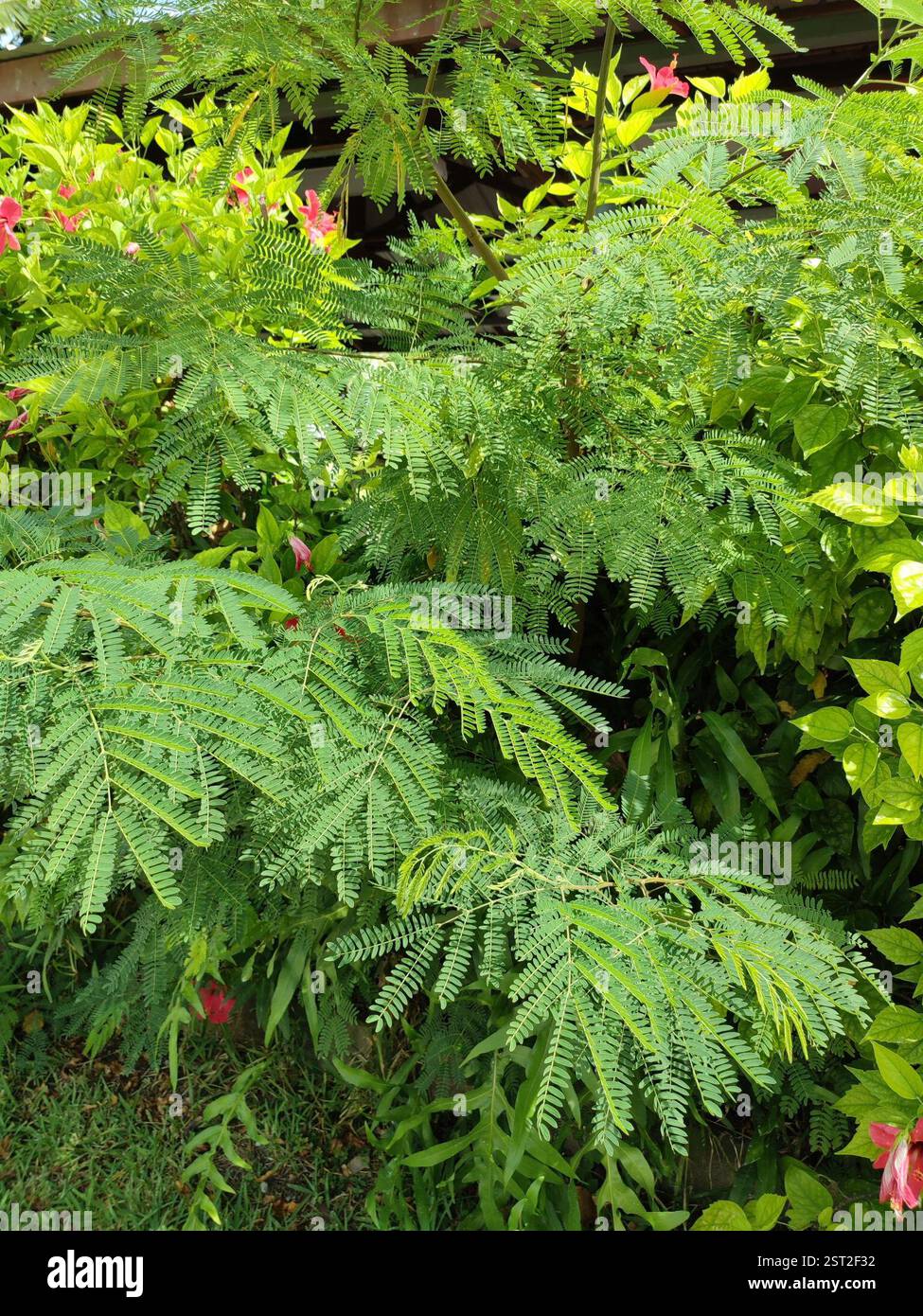 White leadtree (Leucaena leucocephala), Plantae, British Indian Ocean ...
