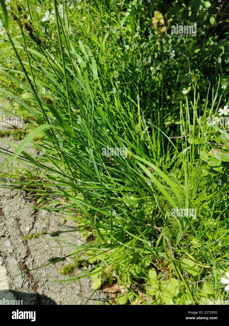 true sedges (Carex), Plantae, Kehlen, Zone Industrielle 3, 8280 Kehlen ...