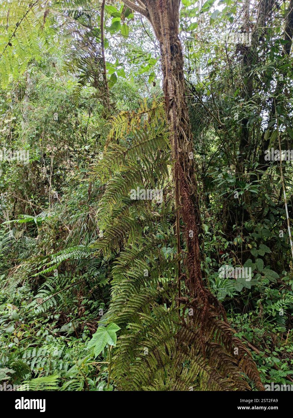 scaly tree ferns (Cyatheaceae), Plantae, Palcazu, 19320, Peru Stock ...