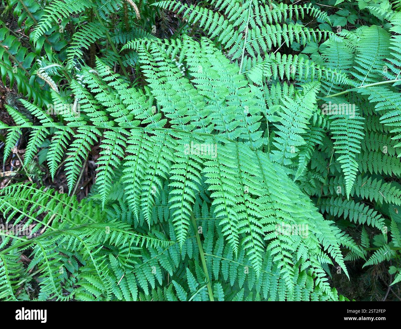 ferns (Polypodiopsida), Plantae, Sunnyside Acres Urban Forest, Surrey ...