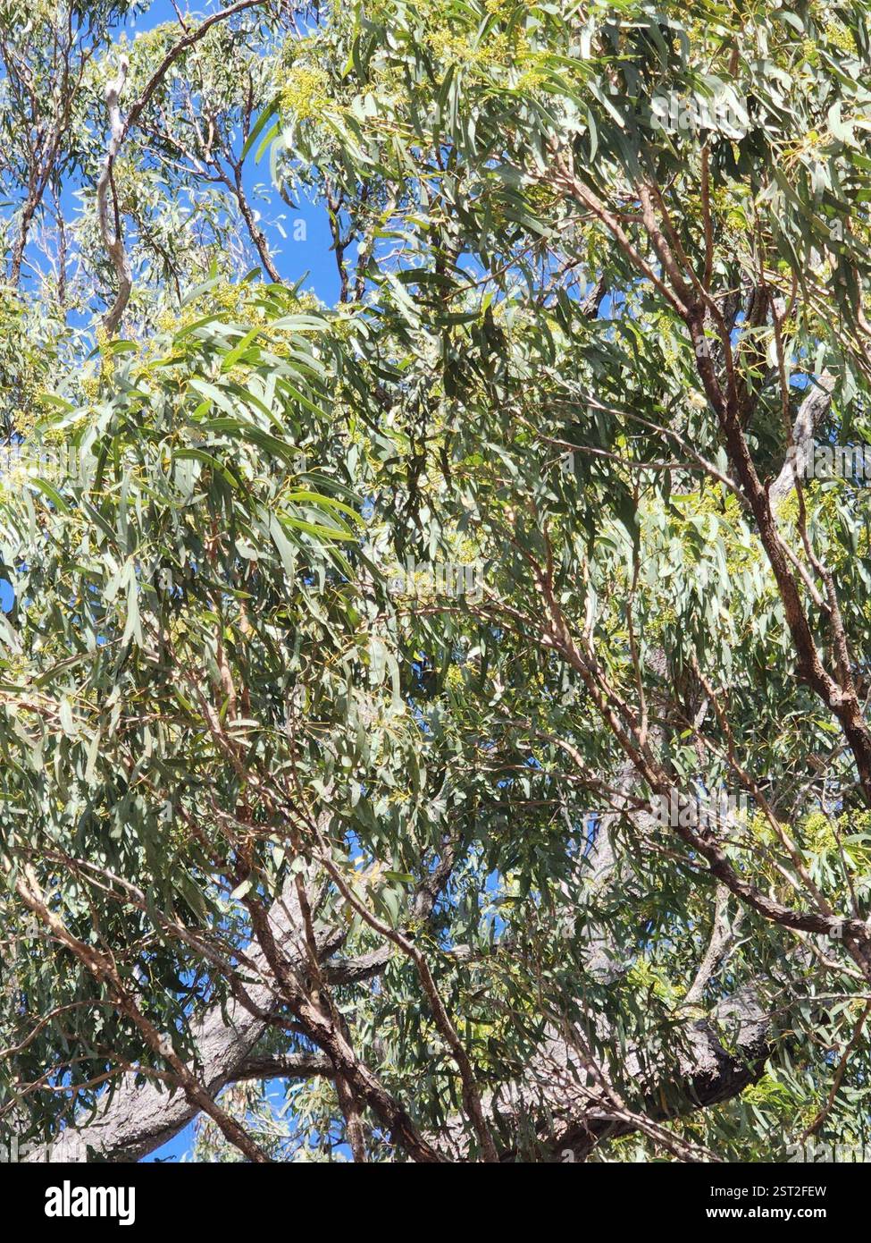 Narrow-leaved Ironbark (Eucalyptus crebra), Plantae, Bouldercombe QLD ...