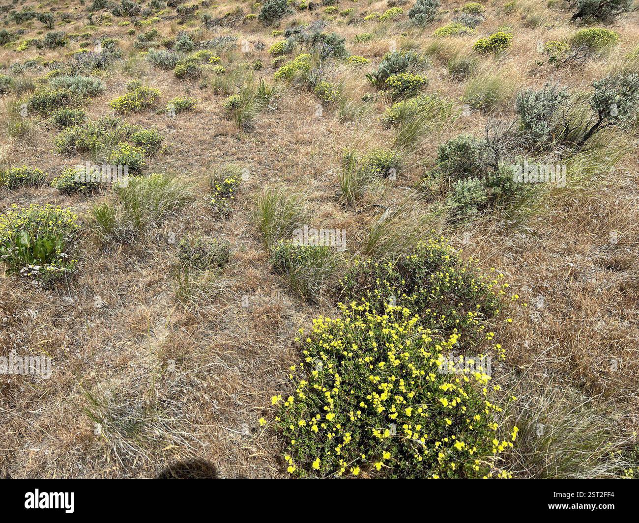 Prominent yellow flower clusters hi-res stock photography and images ...