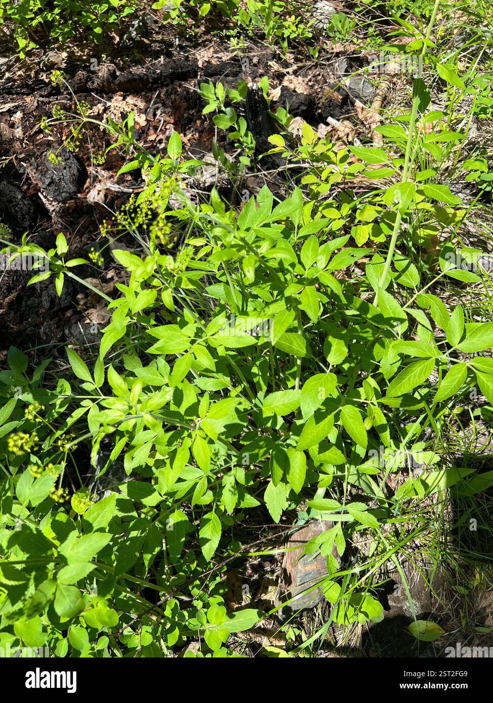 Western Sweet-cicely (Osmorhiza occidentalis), Plantae, Chelan County ...