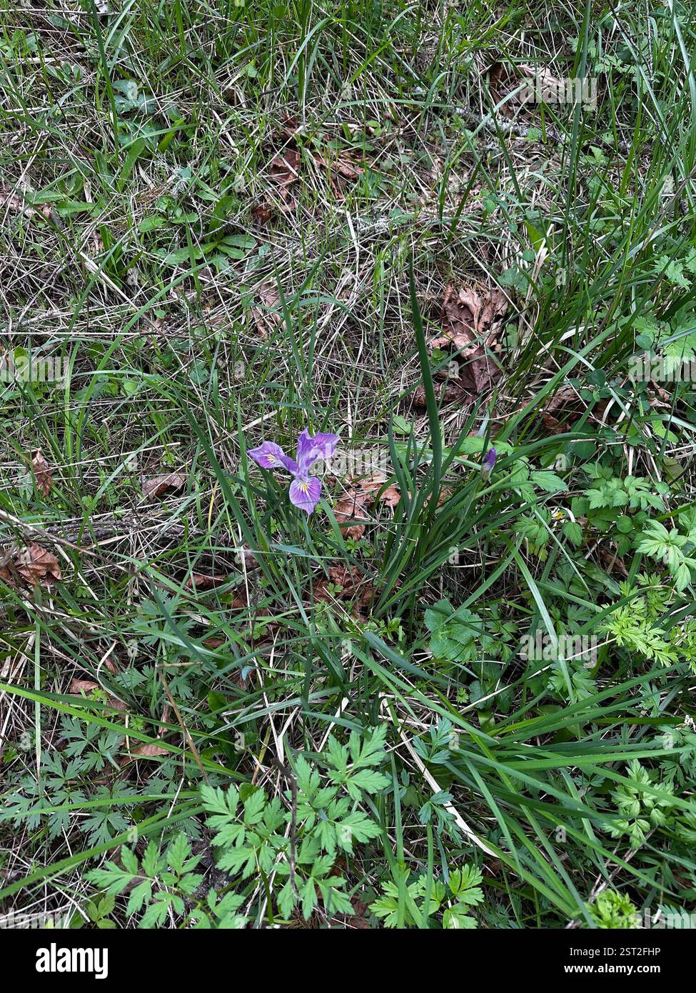 Oregon iris (Iris tenax), Plantae, SW Tunder Ln, McMinnville, OR, US ...
