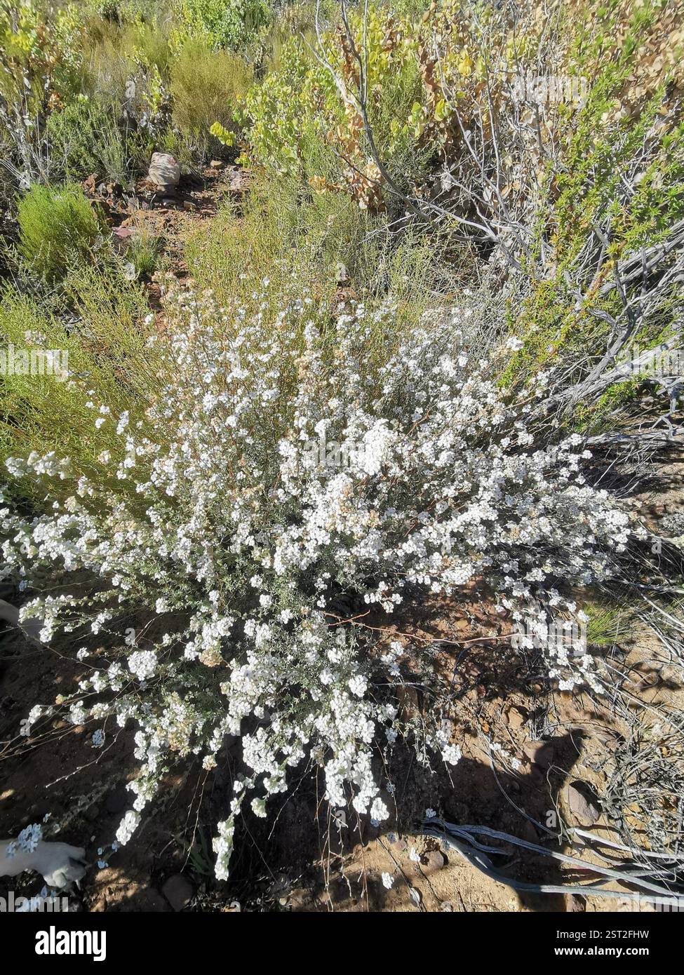 Cape Snow Bush (Eriocephalus africanus), Plantae, West Coast DC, South ...