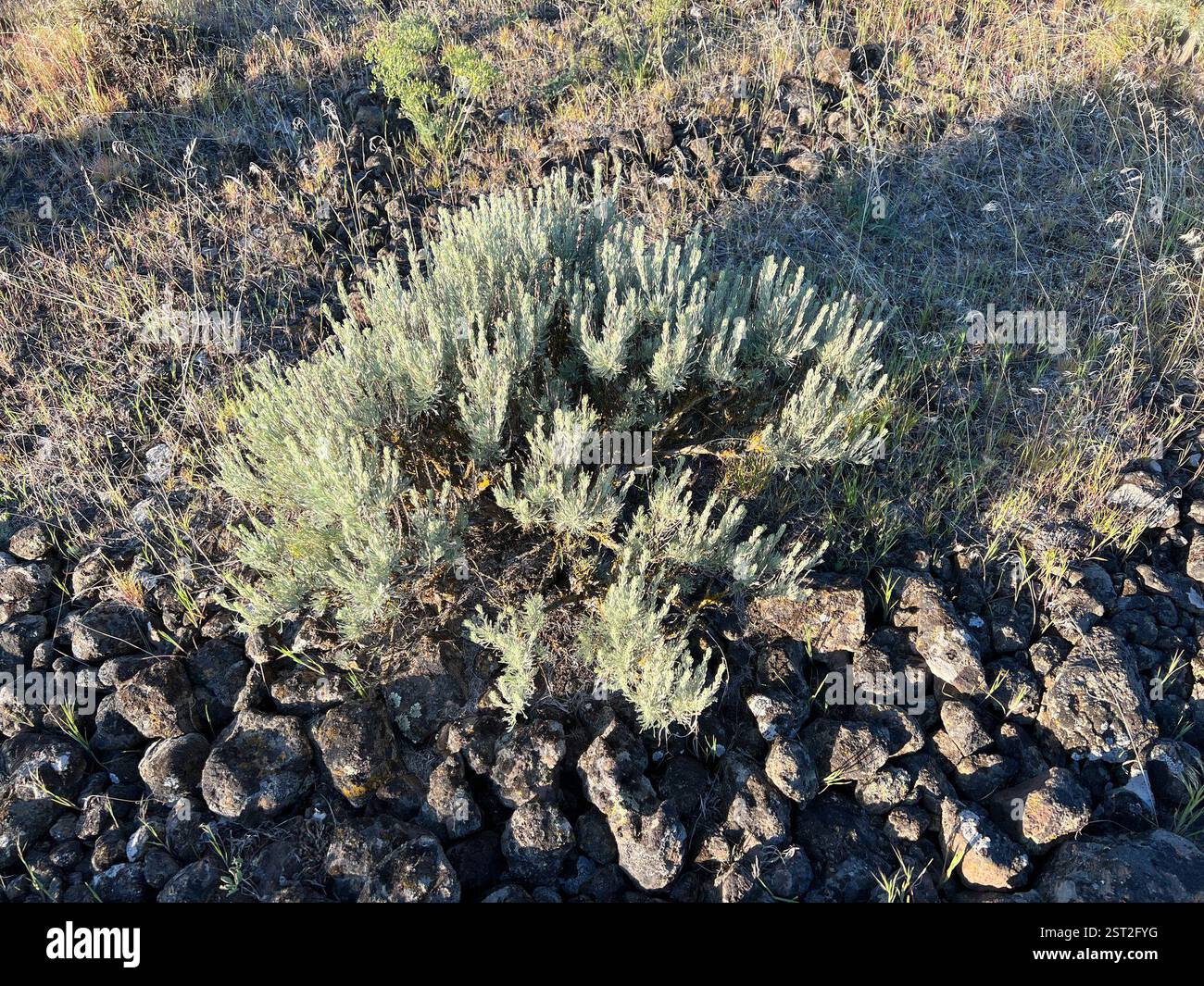Scabland Sagebrush (Artemisia rigida), Plantae, Douglas County, WA, USA ...