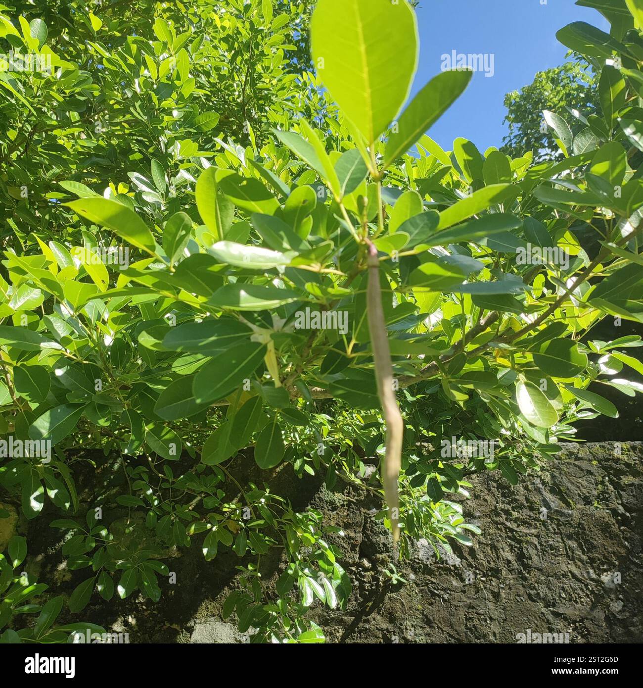 Pink Trumpet-tree (Tabebuia heterophylla), Plantae, British Indian ...