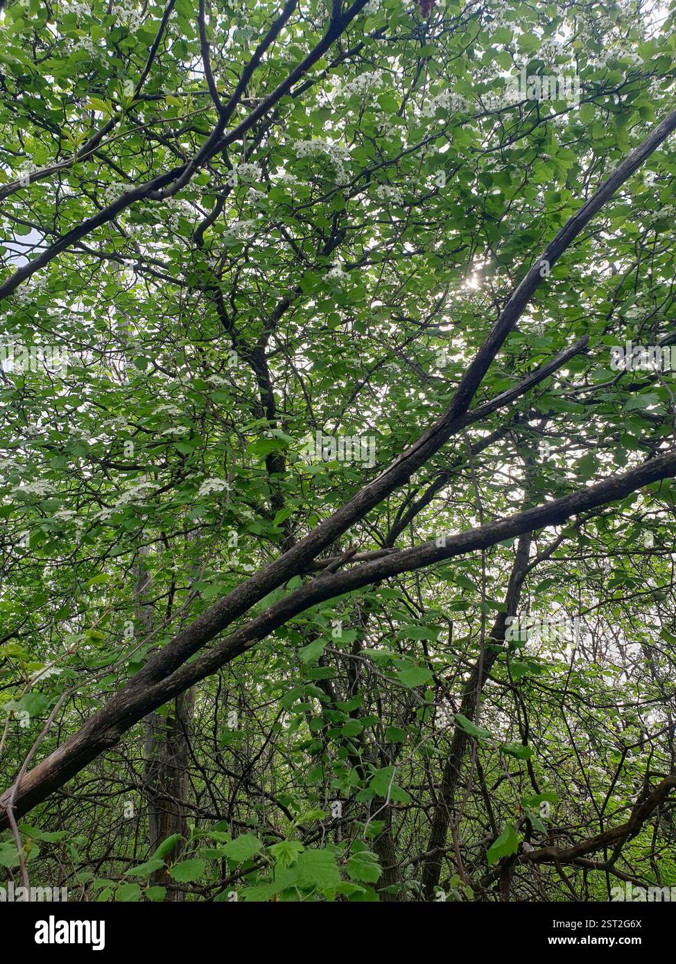 Canadian Hawthorn (Crataegus canadensis), Plantae, Laval, QC, Canada ...