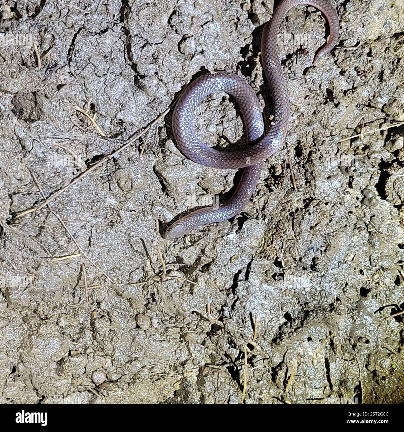 Common Wormsnake (Carphophis amoenus), Reptilia, North Carolina, US ...
