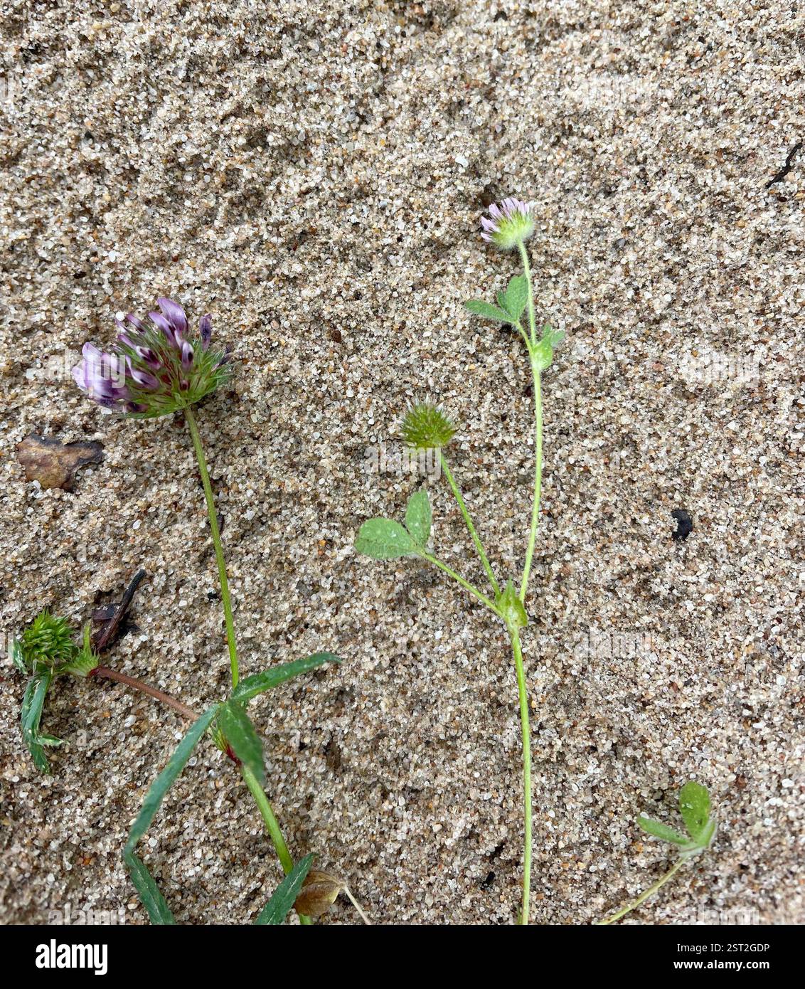 small-headed clover (Trifolium microcephalum), Plantae, Gigling Rd ...