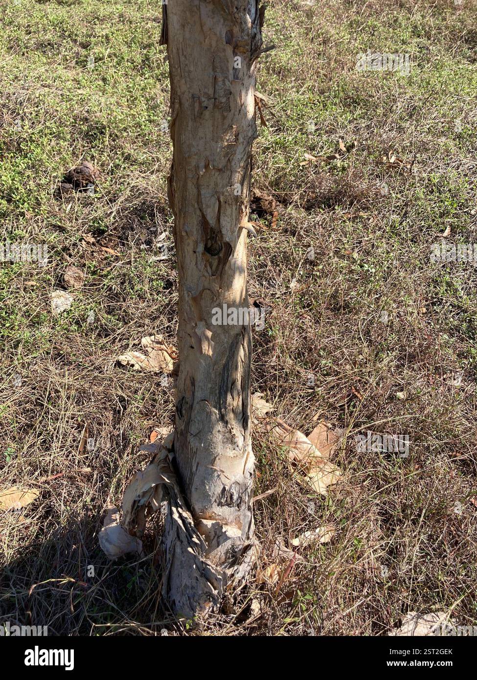 Broad Leaved Tea Tree (Melaleuca viridiflora), Plantae, Port Curtis ...