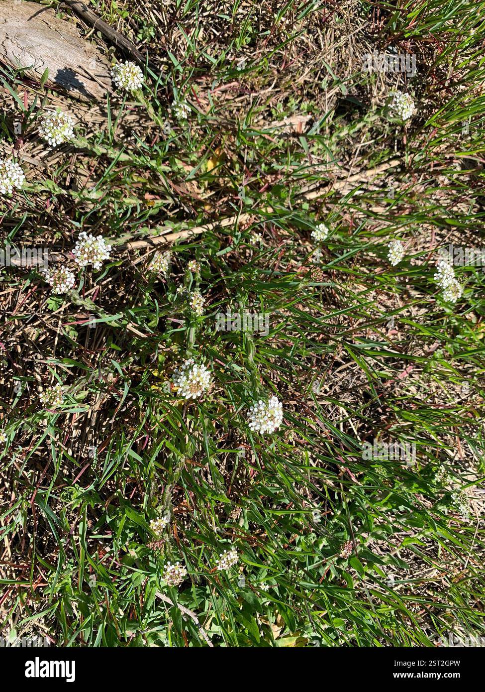 Smith's Cress (Lepidium heterophyllum), Plantae, Salmon Point Resort RV ...