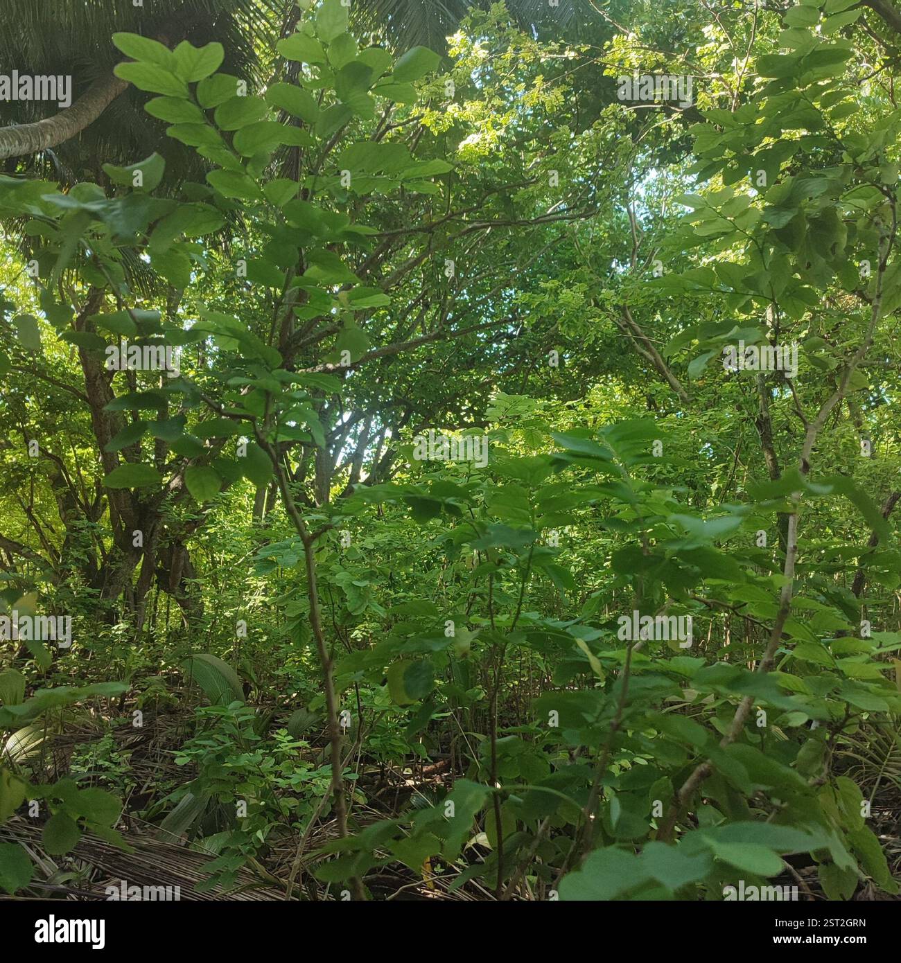 Snowbush (Breynia disticha), Plantae, BBND 1ZZ, British Indian Ocean ...