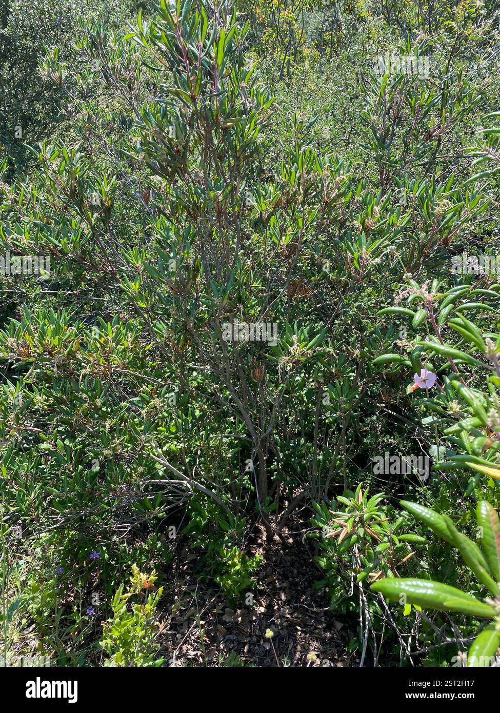 summer holly (Comarostaphylis diversifolia), Plantae, San Dieguito ...