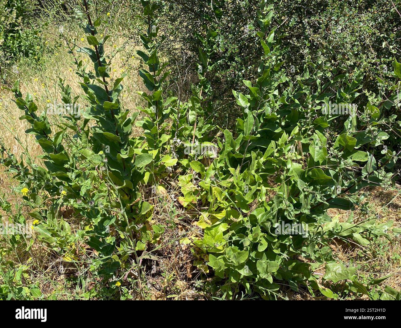 Sacapellote (Acourtia microcephala), Plantae, San Dieguito River Park ...