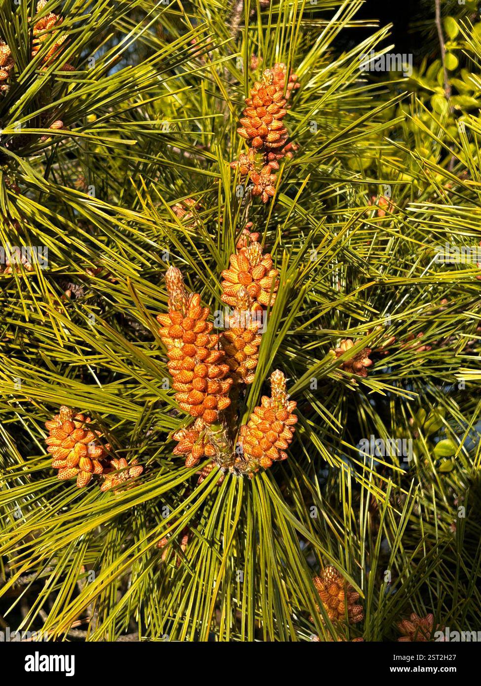 pitch pine (Pinus rigida), Plantae, Aquidneck Island, Newport, RI, US ...