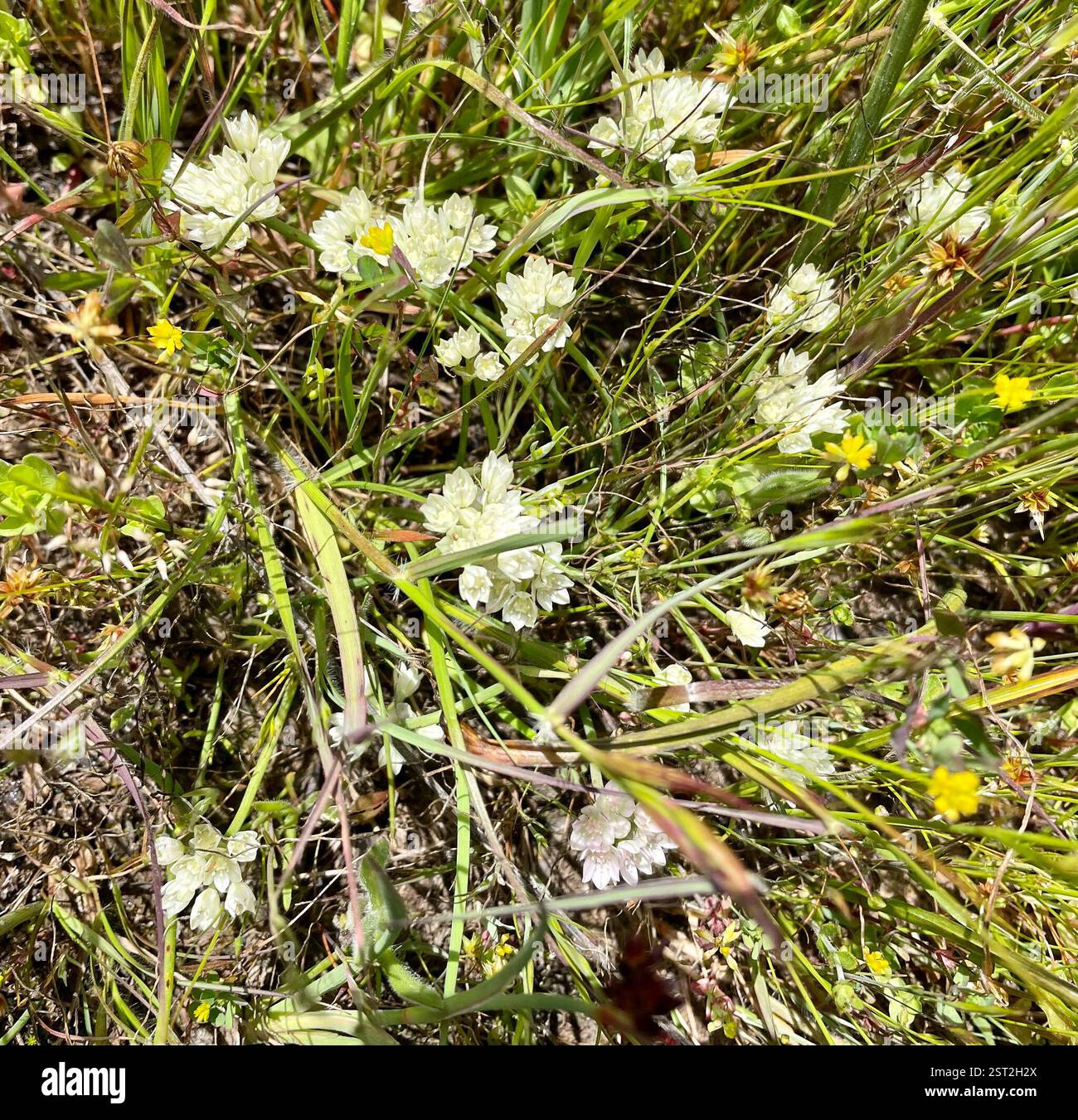 Hickman's onion (Allium hickmanii), Plantae, Monterey County, US-CA, US ...