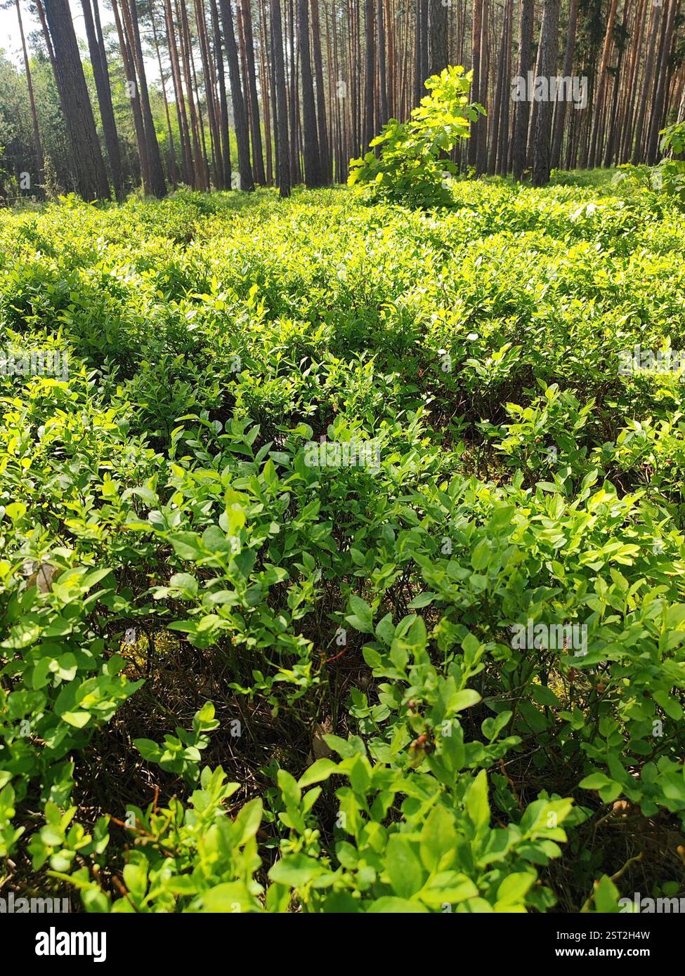common bilberry (Vaccinium myrtillus), Plantae, Białe Błota, Polska ...
