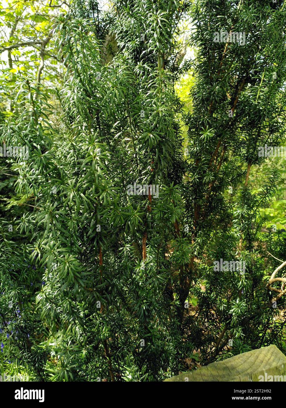 common yew (Taxus baccata), Plantae, Commonside, Tree. Conifer Stock ...