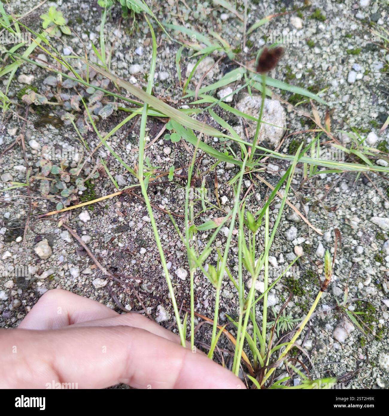 Cyperus cross section stem hi-res stock photography and images - Alamy