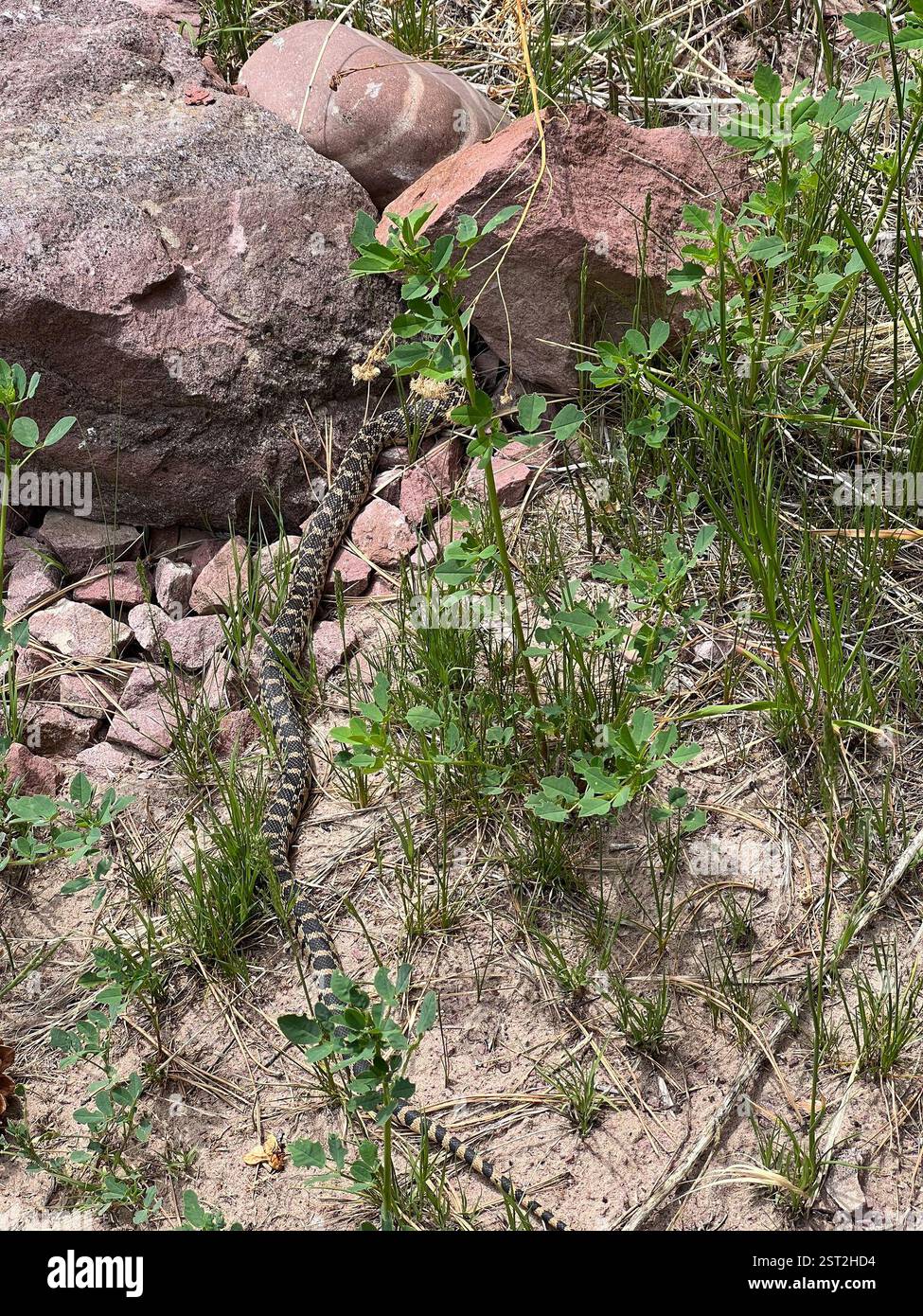 Great Basin Gopher Snake (Pituophis catenifer deserticola), Reptilia ...