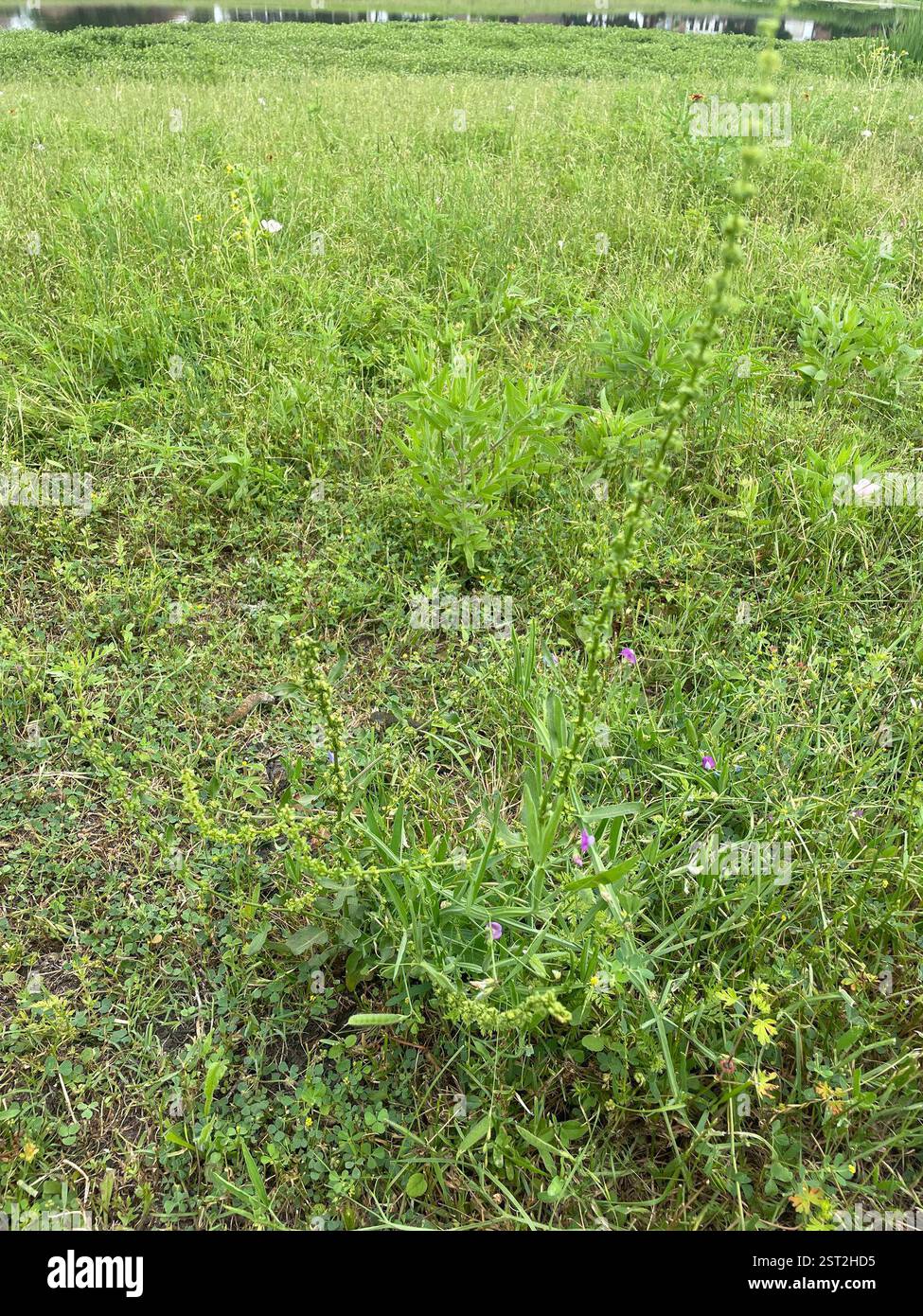fiddle dock (Rumex pulcher), Plantae, Canyon Ridge Dr, Rockwall, TX, US ...