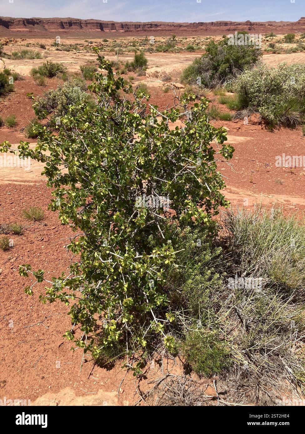single-leaf ash (Fraxinus anomala), Plantae, Glen Canyon National ...