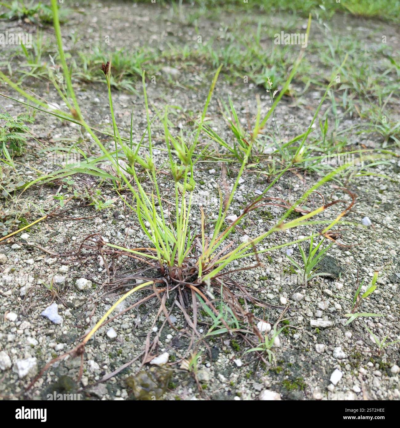 Poorland Flatsedge (Cyperus compressus), Plantae, British Indian Ocean ...