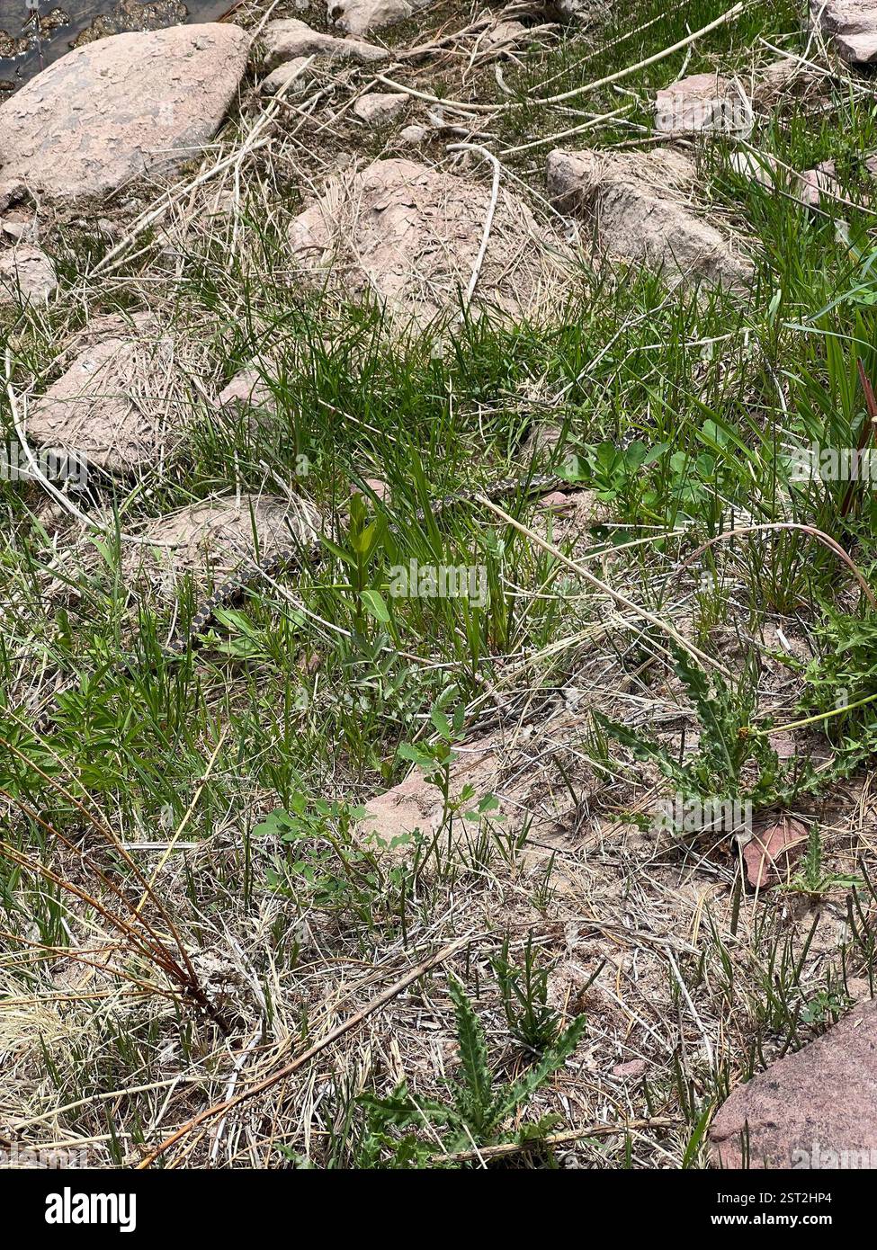 Great Basin Gopher Snake (Pituophis catenifer deserticola), Reptilia ...