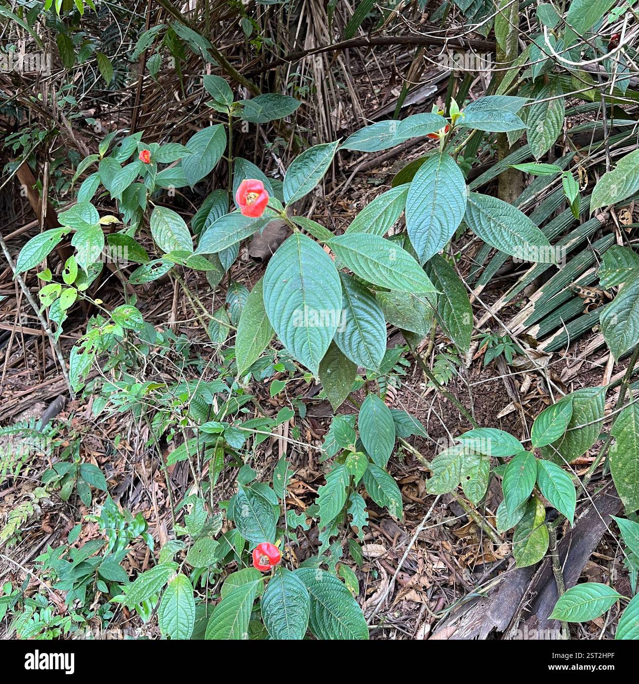 sore-mouth bush (Palicourea tomentosa), Plantae, Panama Stock Photo - Alamy