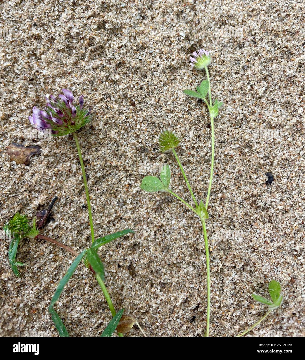 tomcat clover (Trifolium willdenovii), Plantae, Gigling Rd, Marina, CA ...