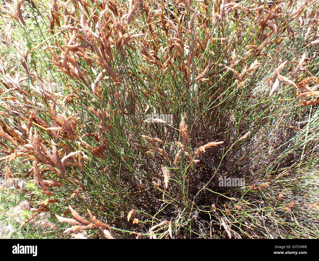 (Restio albotuberculatus), Plantae, Robinson Pass, Garden Route Stock ...