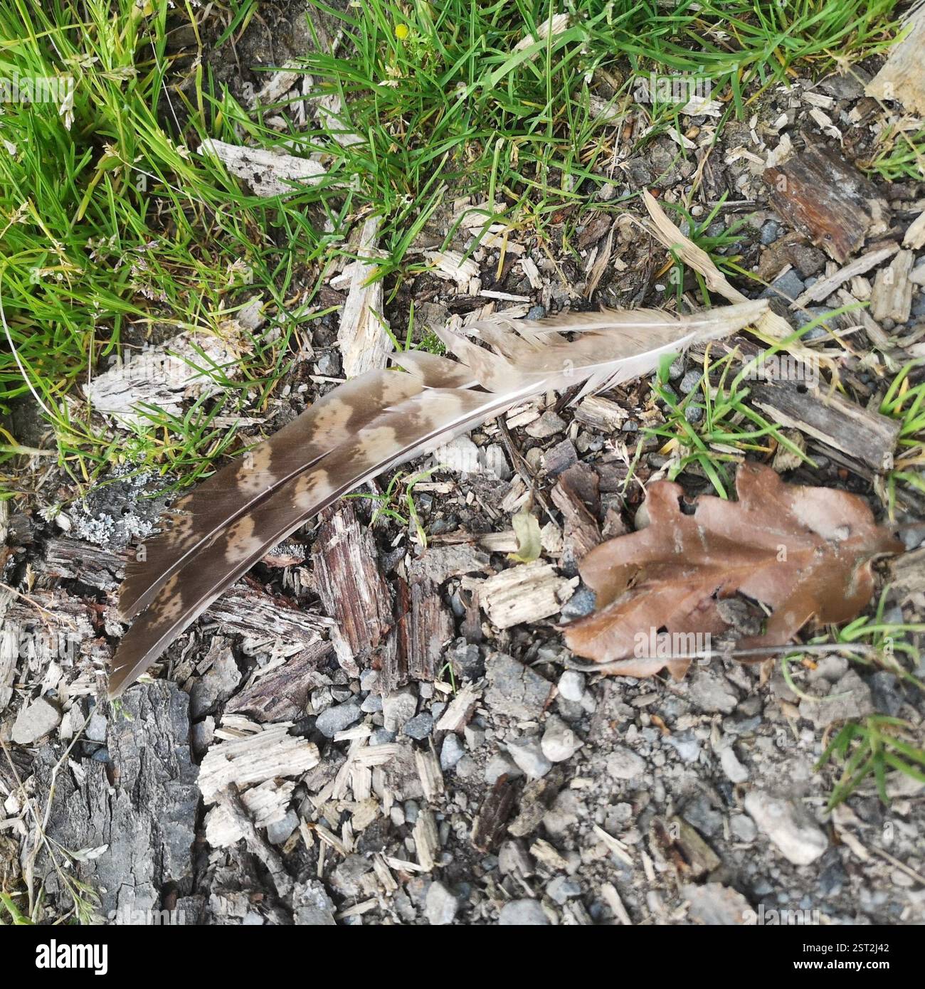Reeves's Pheasant (Syrmaticus reevesii), Aves, Nordrhein-Westfalen, DE ...