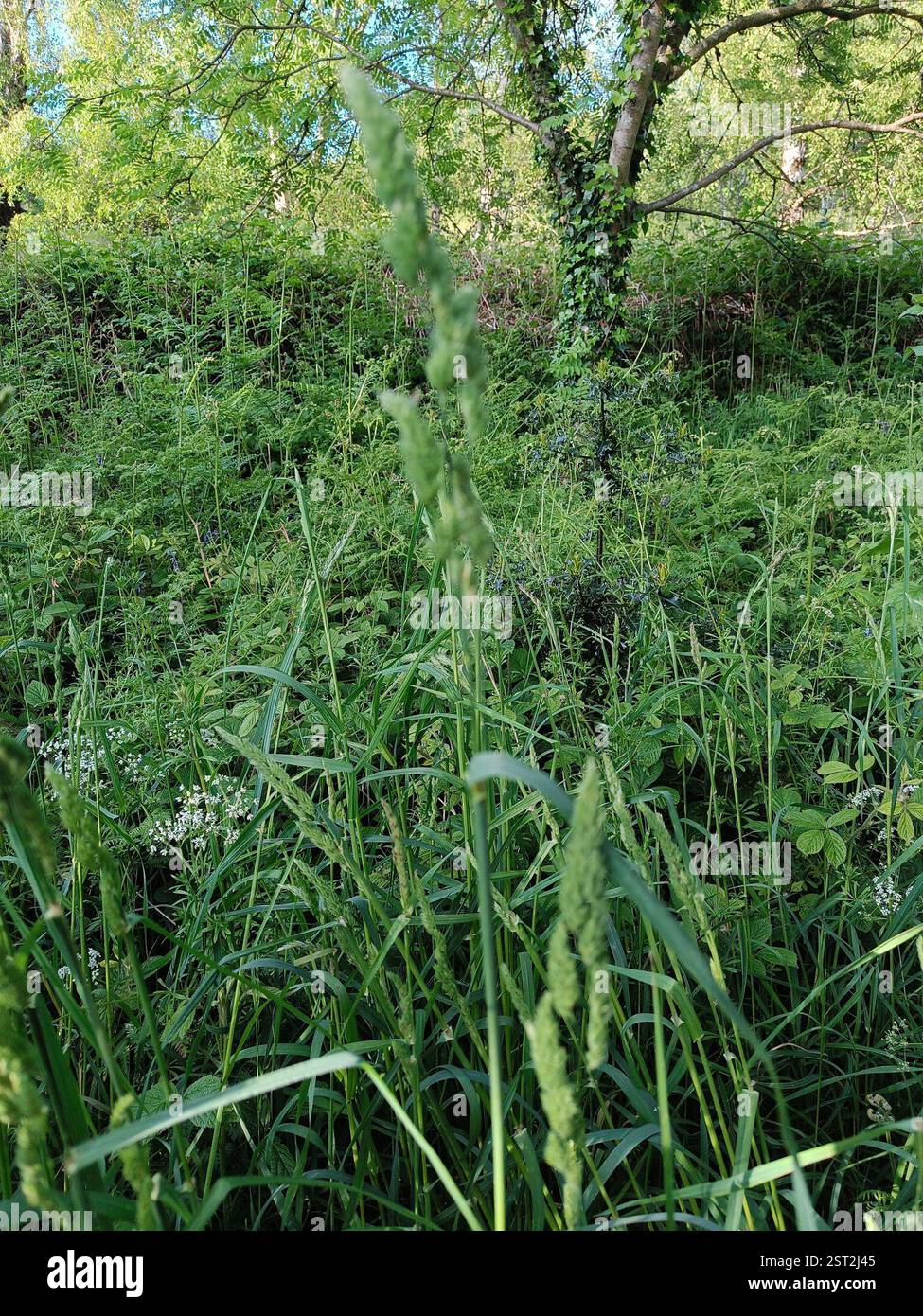 orchard grass (Dactylis glomerata), Plantae, Treuddyn Stock Photo - Alamy
