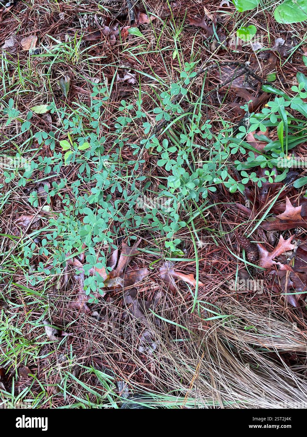 eastern wild indigo (Baptisia tinctoria), Plantae, North Carolina, US ...