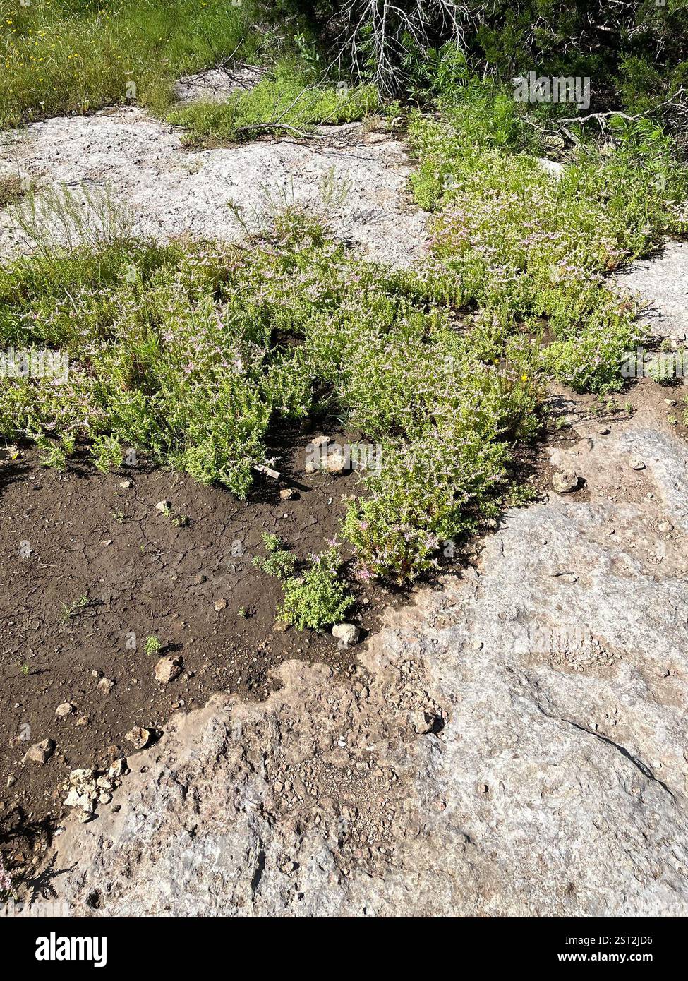 Widow's-cross (Sedum pulchellum), Plantae, Fort Hood, Killeen, TX, US ...