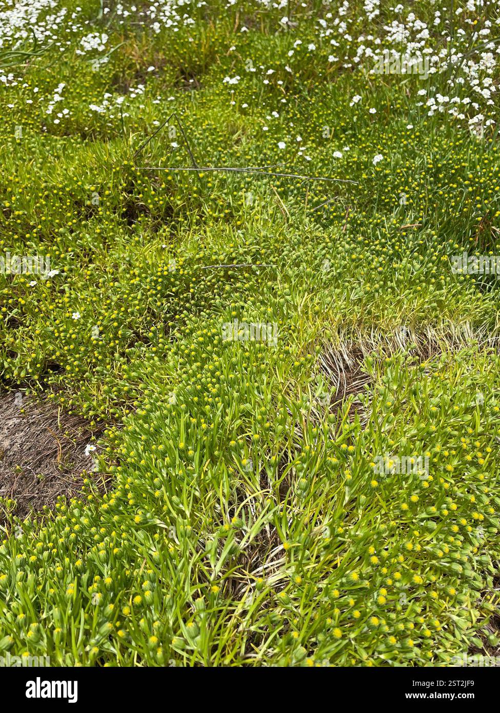 smooth goldfields (Lasthenia glaberrima), Plantae, Fort Ord National ...