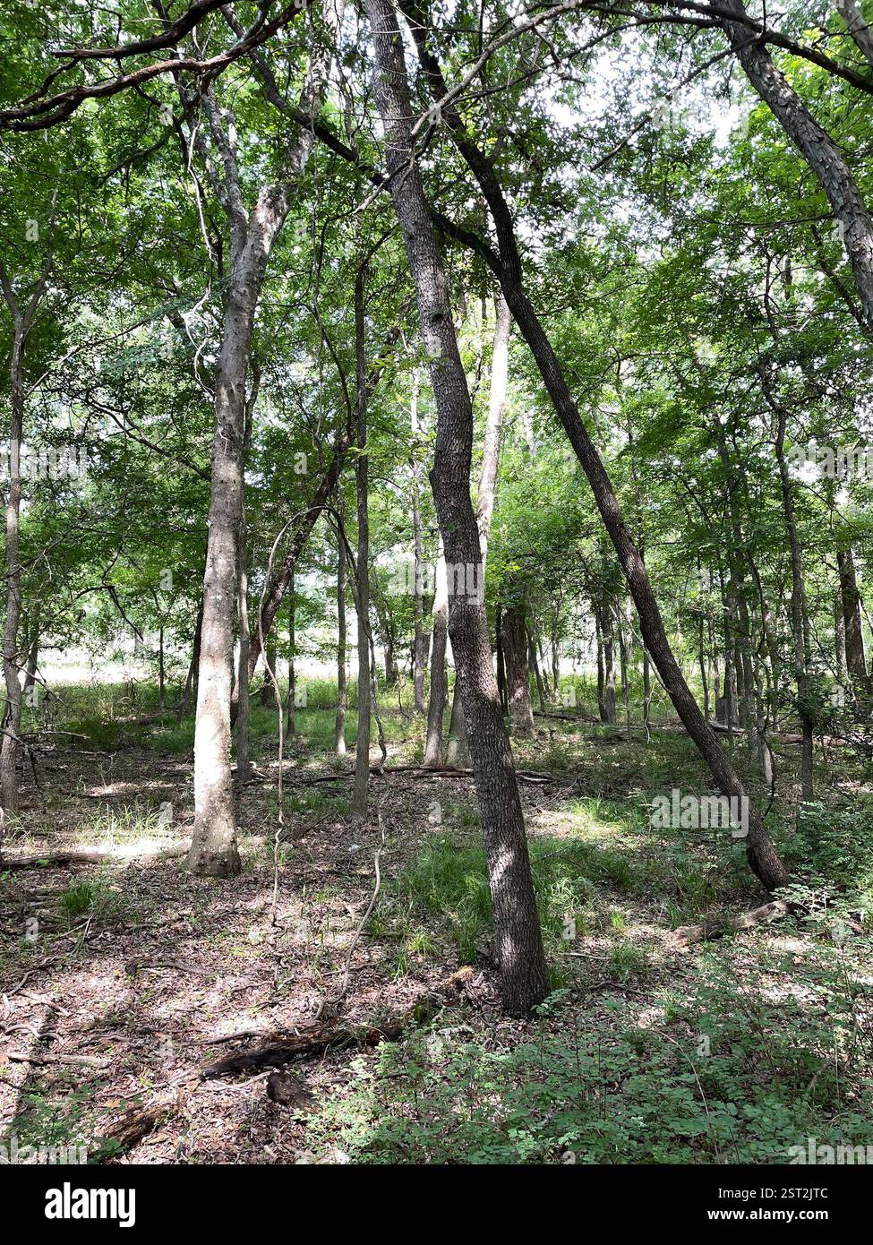 Gum bumelia (Sideroxylon lanuginosum), Plantae, White Flint Park Rd ...