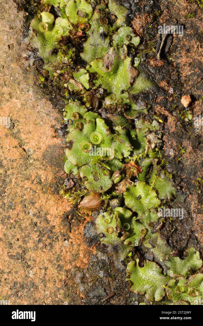 (Marchantia polymorpha ruderalis), Plantae, Norton Priory, Tudor Road ...