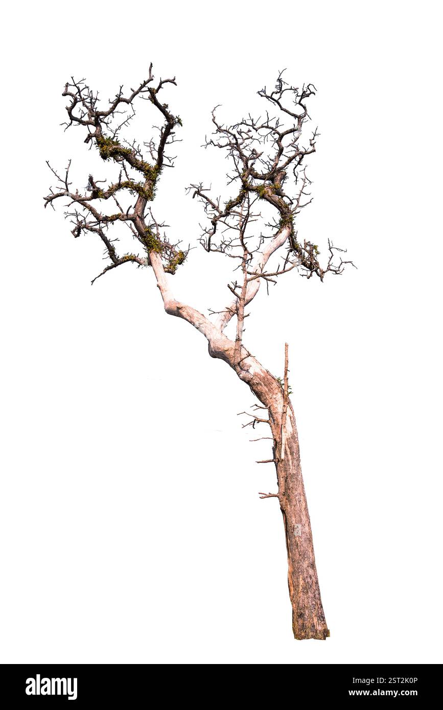 An old dead tree isolated on a white background Stock Photo - Alamy