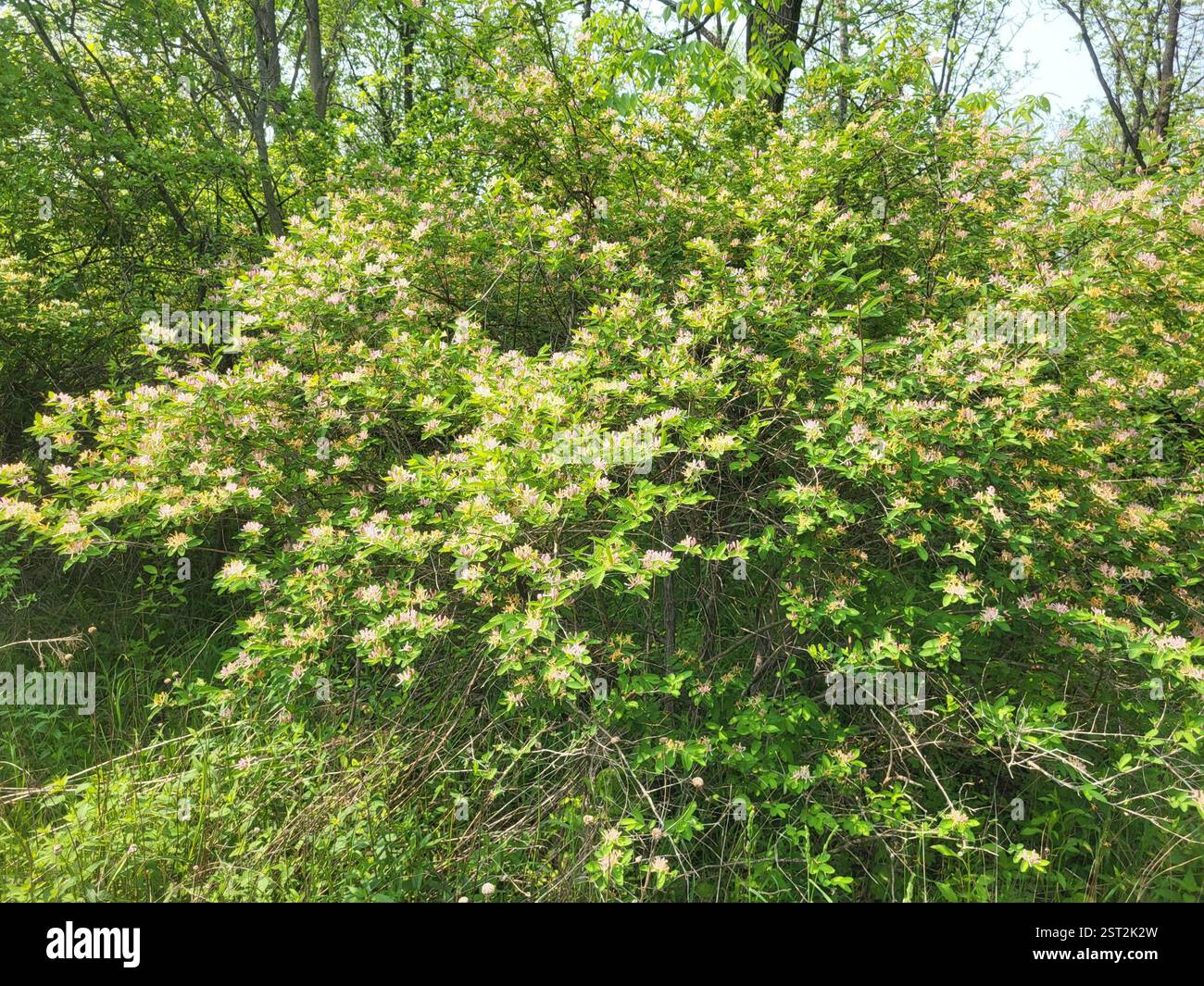 Tatarian honeysuckle (Lonicera tatarica), Plantae, Lansing, MI 48917 ...
