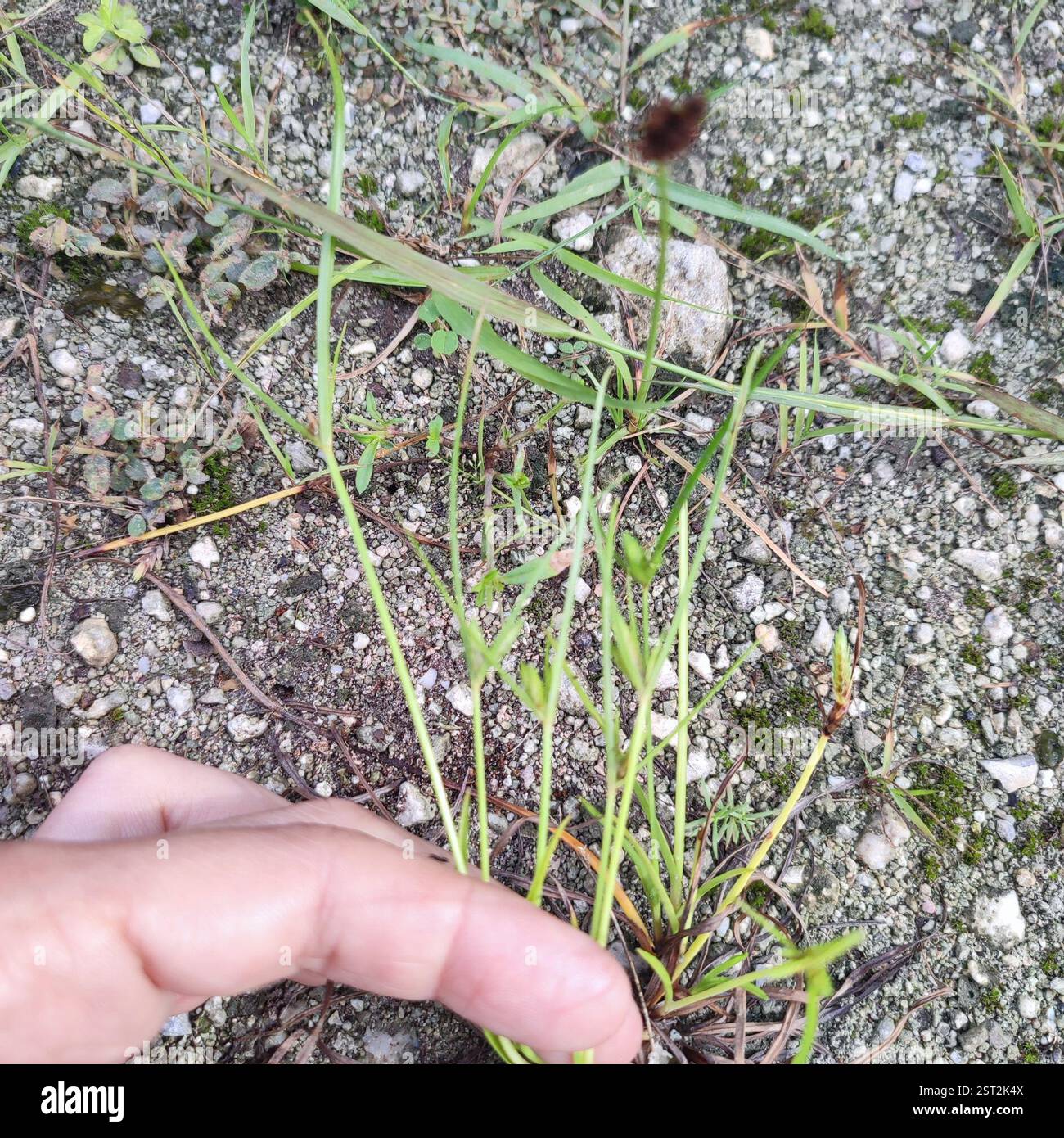 Cyperus cross section stem hi-res stock photography and images - Alamy