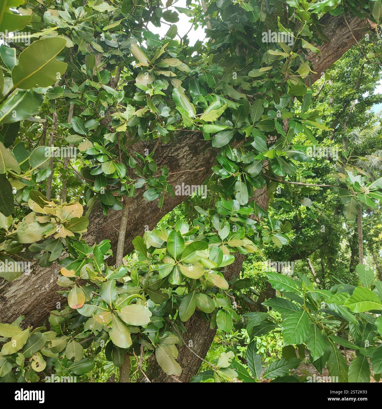 Alexandrian Laurel (Calophyllum inophyllum), Plantae, British Indian ...