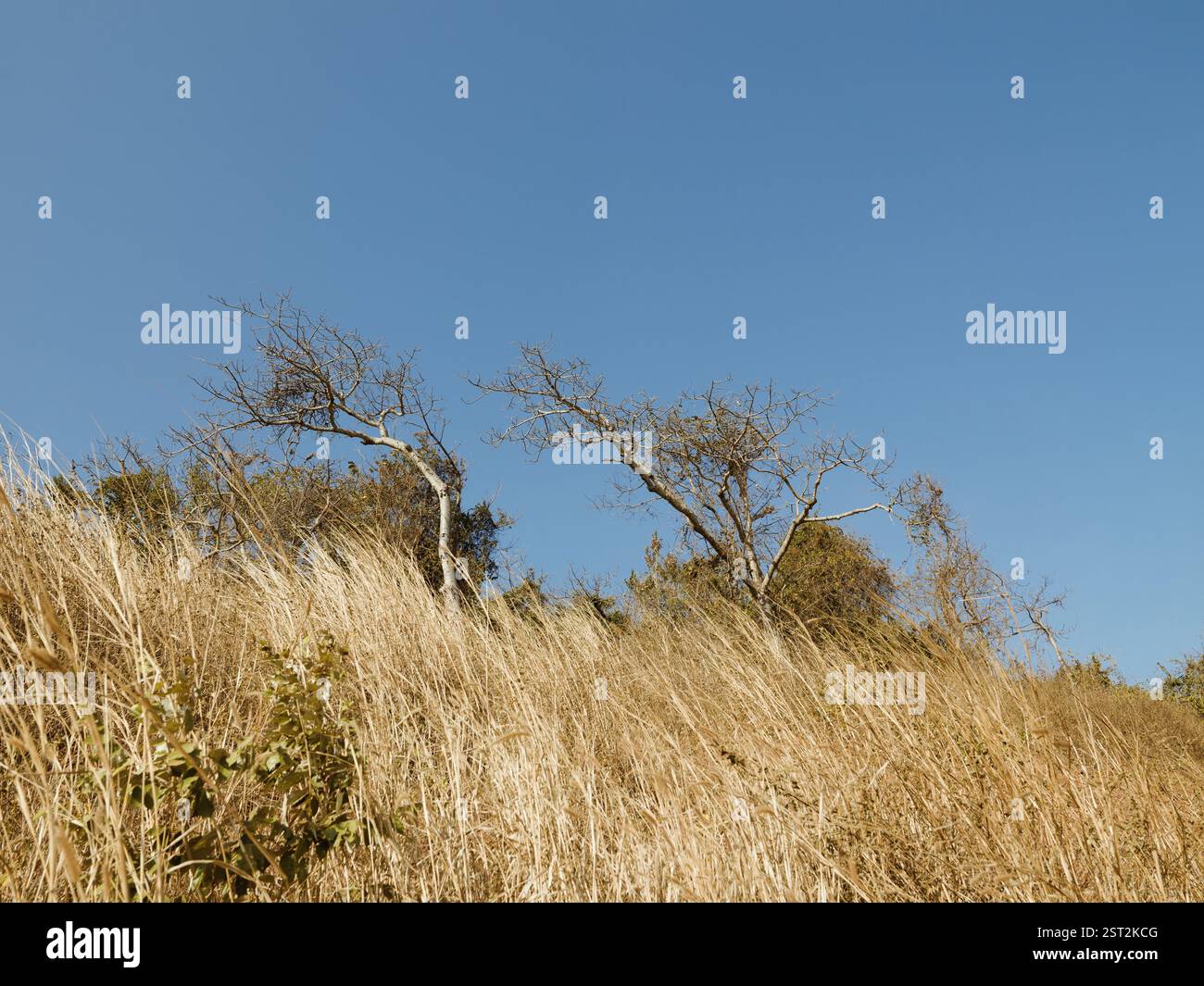 Wind in autumn swaying trees hi-res stock photography and images - Alamy